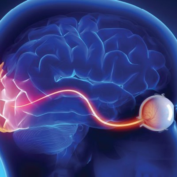 Lutein and Zeaxanthin Protect Vision While Boosting Brain Blood Flow